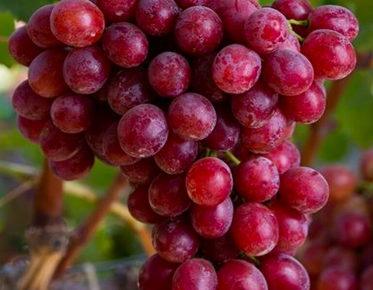 Our Grapes - Alpha Fresh Australia