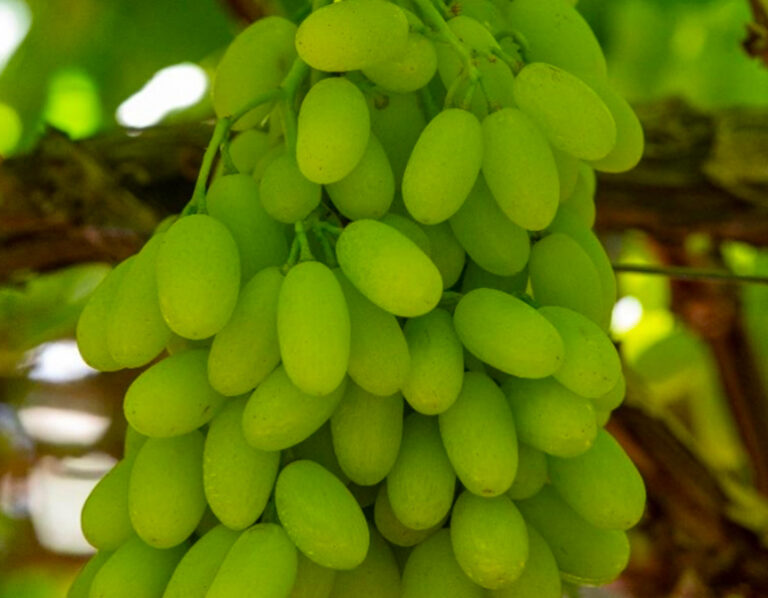 Our Grapes - Alpha Fresh Australia