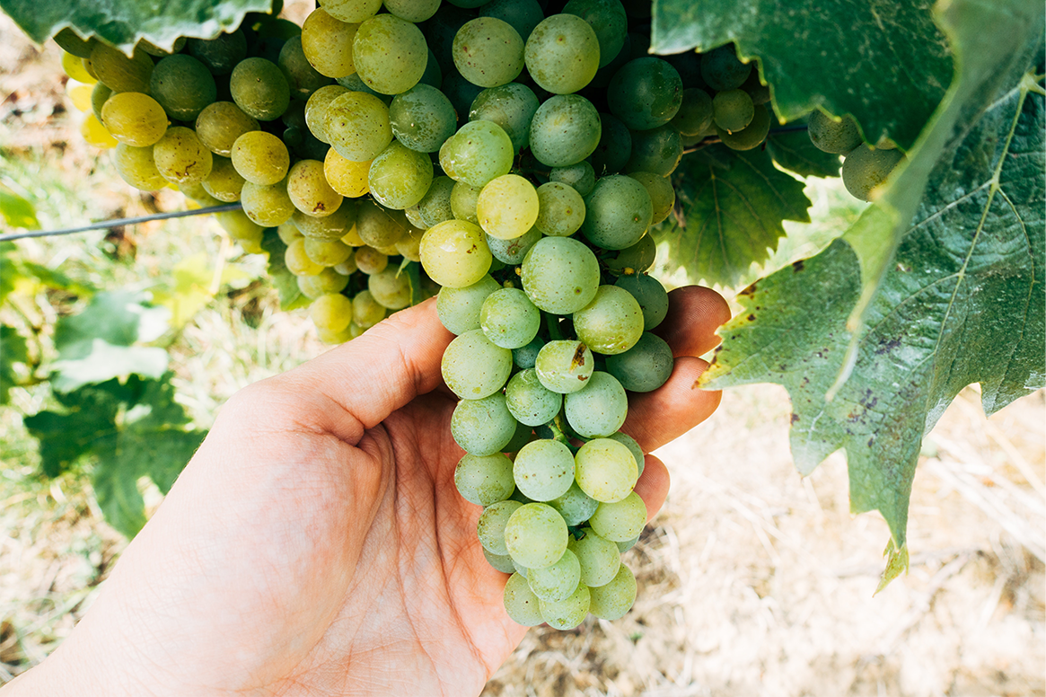 Contact Us - Alpha Fresh Australia