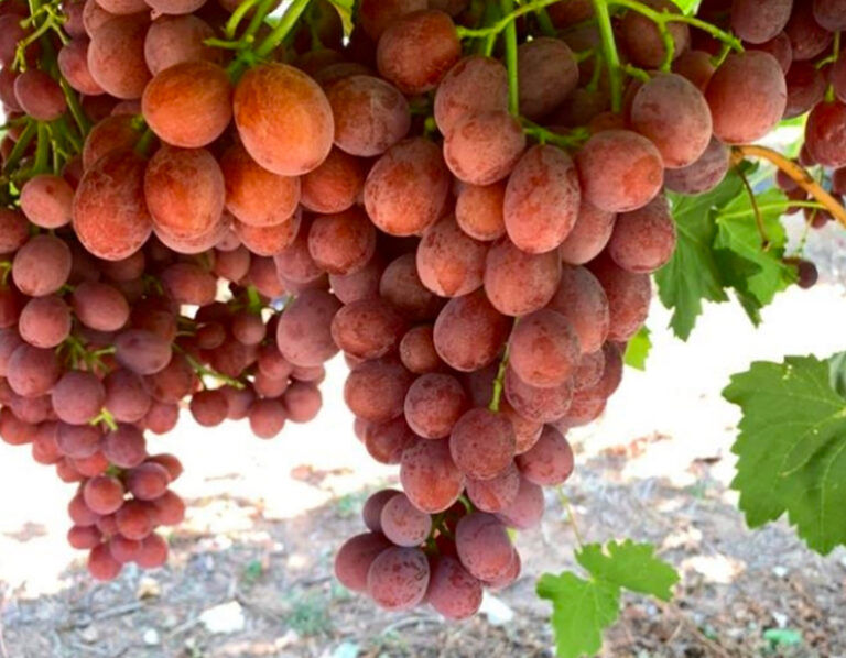 Our Grapes - Alpha Fresh Australia