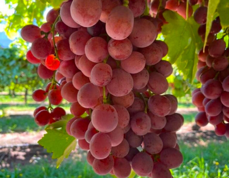 Our Grapes - Alpha Fresh Australia
