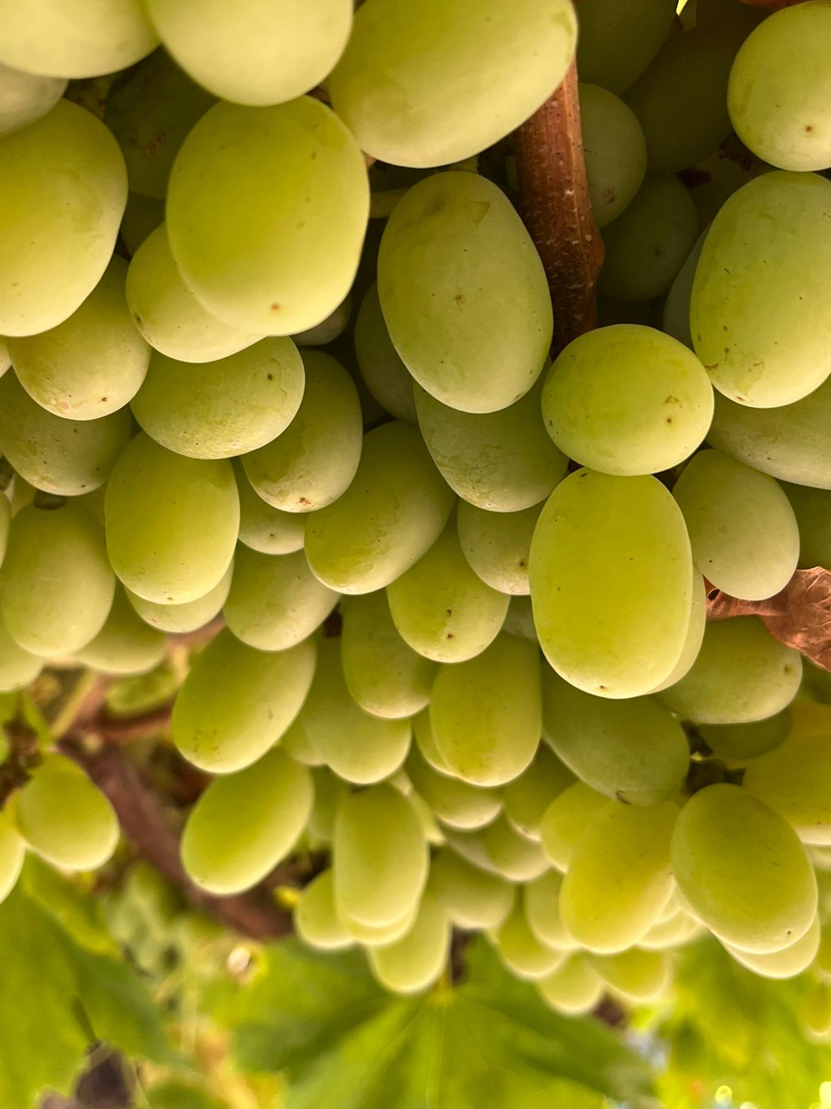 About Us - Alpha Fresh Australia