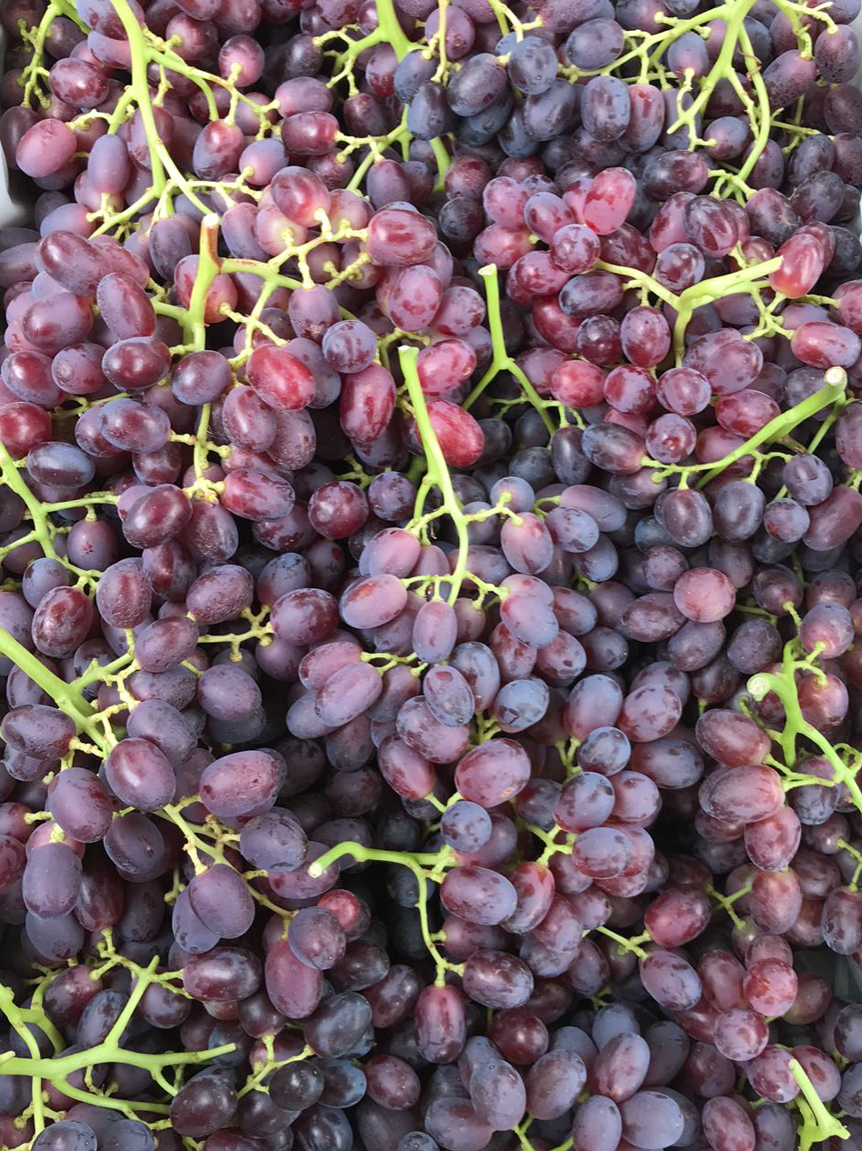 Alpha Fresh Australia | Australia’s favourite producer of grapes