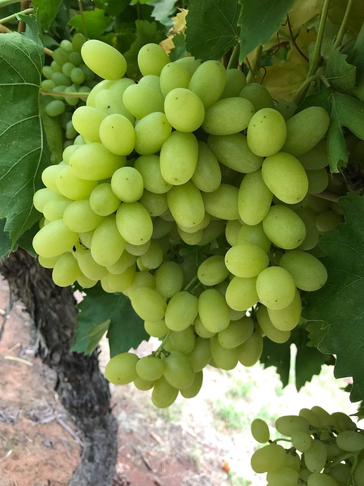 Alpha Fresh Australia | Australia’s favourite producer of grapes